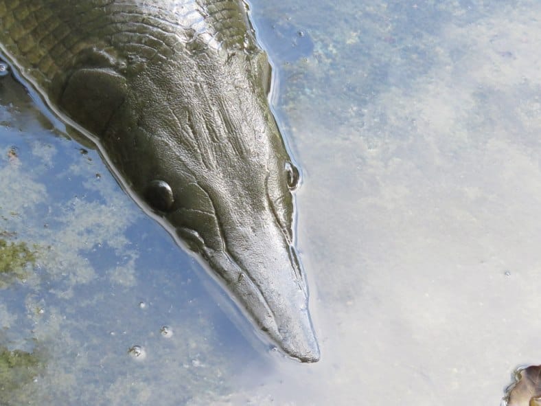 El Manjuarí un pez con historia que vive en Cuba - TodoCuba