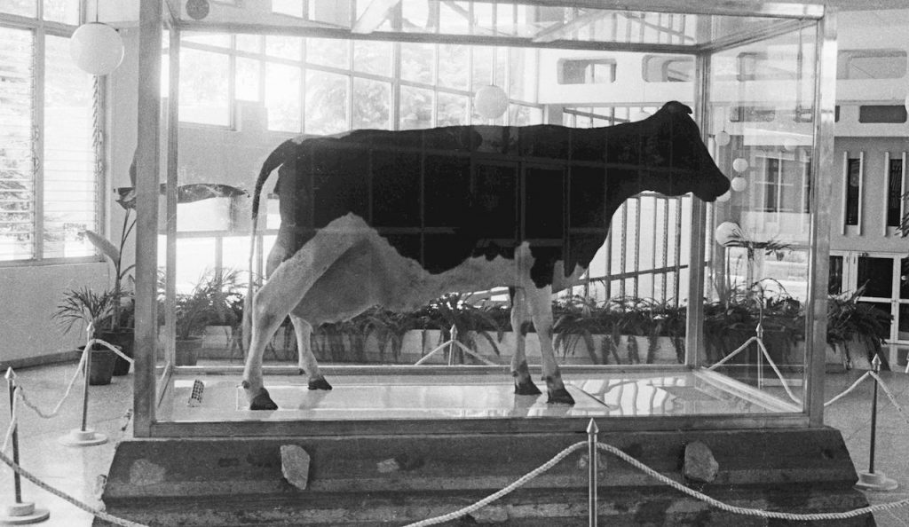 ¿Ubre Blanca, la vaca de Fidel Castro que vivía con aire acondicionado ...