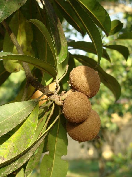 Frutas cubanas que no debes dejar de probar - Todo Cuba