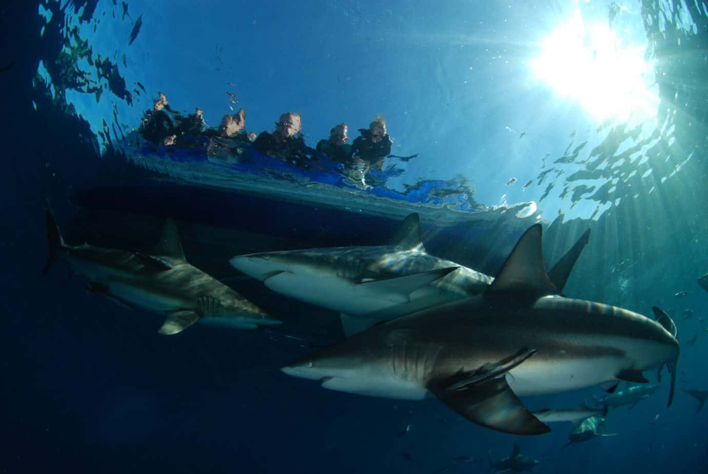 Ataques de tiburones en Cuba: ¿realidad o puro cuento? - Todo Cuba