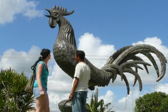 El Gallo de Morón: la verdadera historia - TodoCuba