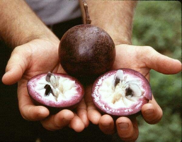 Las frutas exóticas, de sabor único e inconfundible, que puedes probar ...