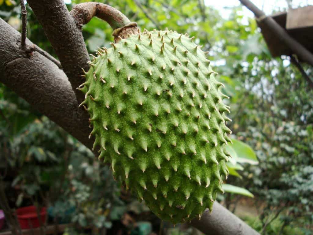 Las frutas exóticas, de sabor único e inconfundible, que puedes probar ...