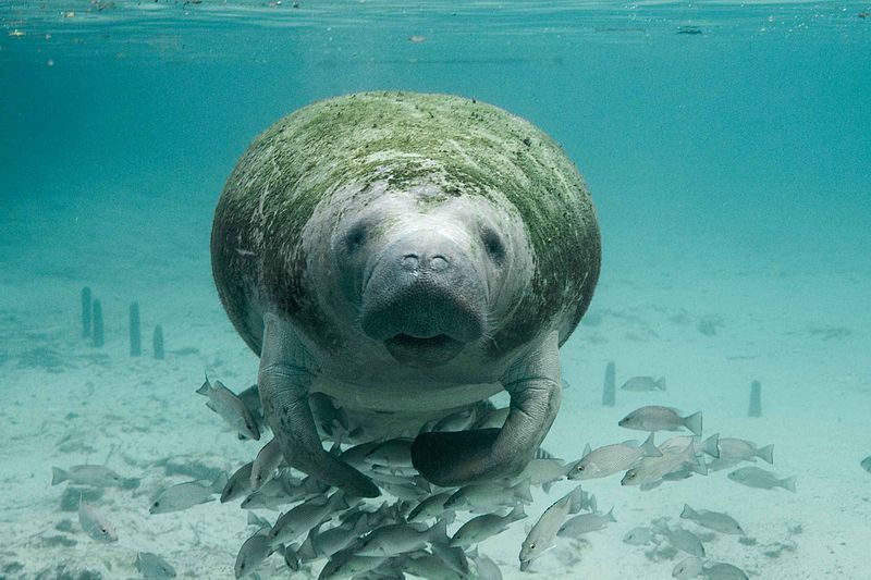 Estas son las sirenas que habitan los mares de Cuba - Todo Cuba