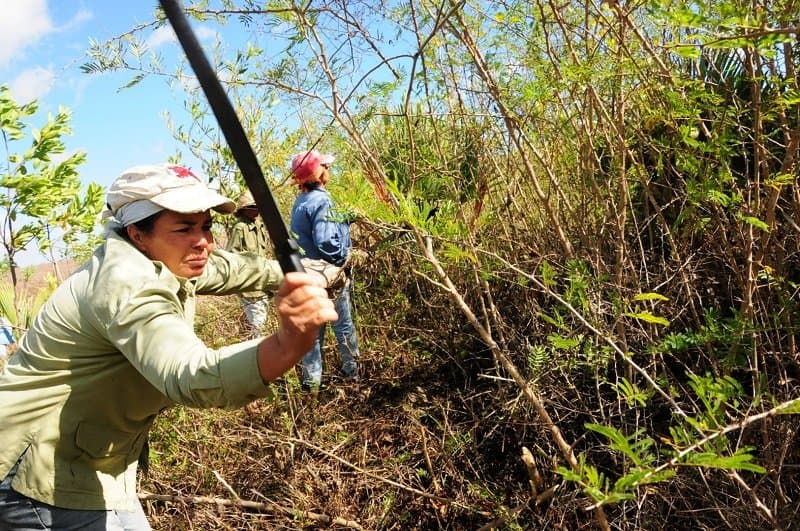 Esta es la Leyenda del marabú en Cuba - Todo Cuba