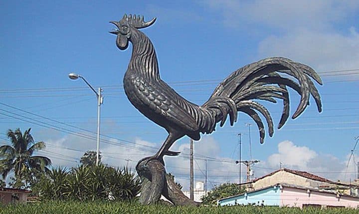 ¿Sabías que el famoso gallo de Morón, al que dejaron sin plumas y ...