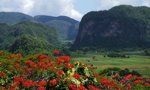 Cuba: una de las islas con la flora más rica del planeta - Todo Cuba