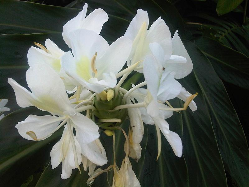 La Mariposa Blanca es la reina de la campiña cubana - Todo Cuba