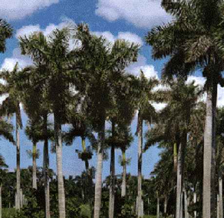 La Palma Real: la reina del vergel - Todo Cuba