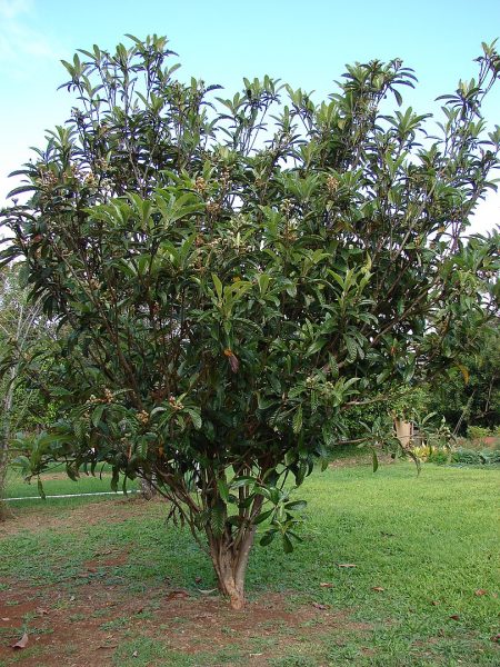 El níspero, una fruta poco consumida con grandes beneficios - Todo Cuba