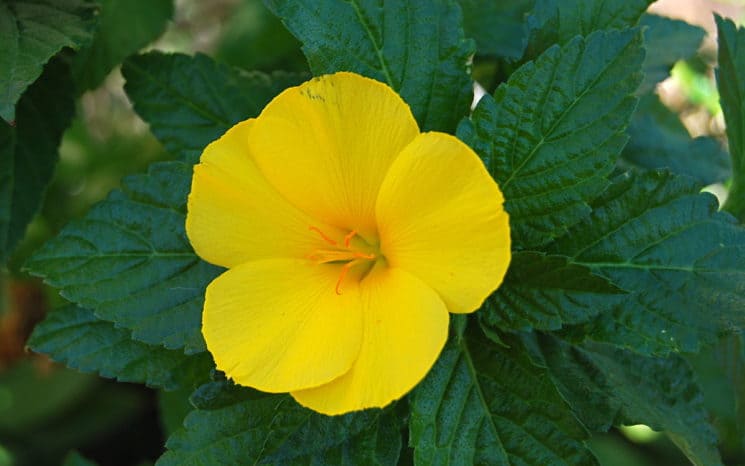 La leyenda de Marilope, la doncella mestiza que se convirtió en flor ...