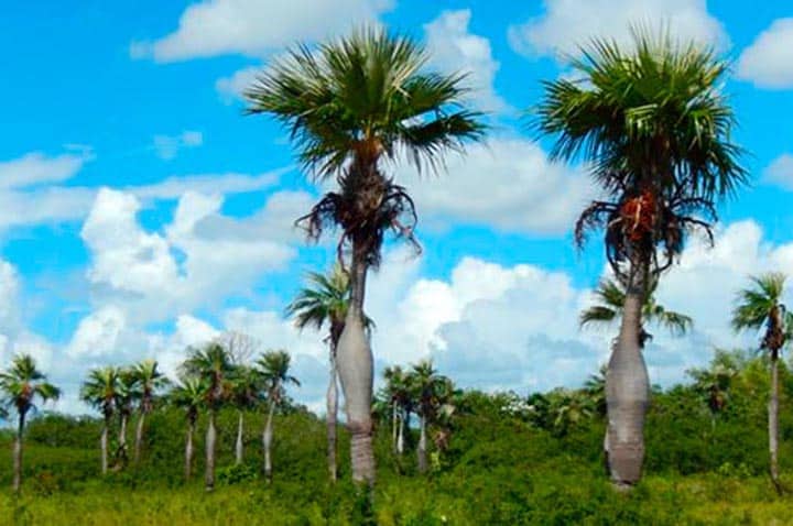 La palma barrigona, tesoro natural de los campos de Cuba - Todo Cuba