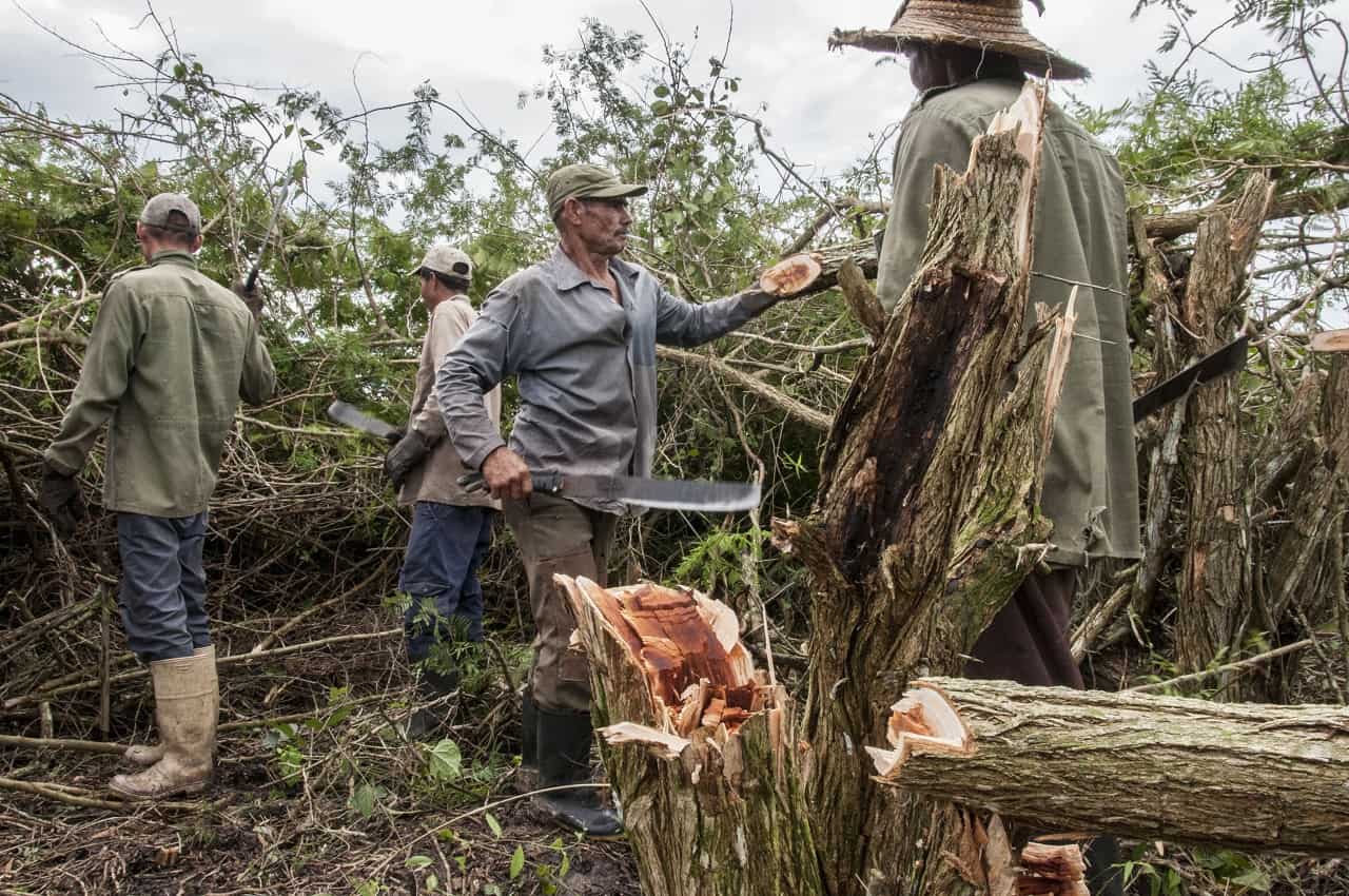 Una leyenda cubana sobre el marabú asegura que llegó a la Isla como ...