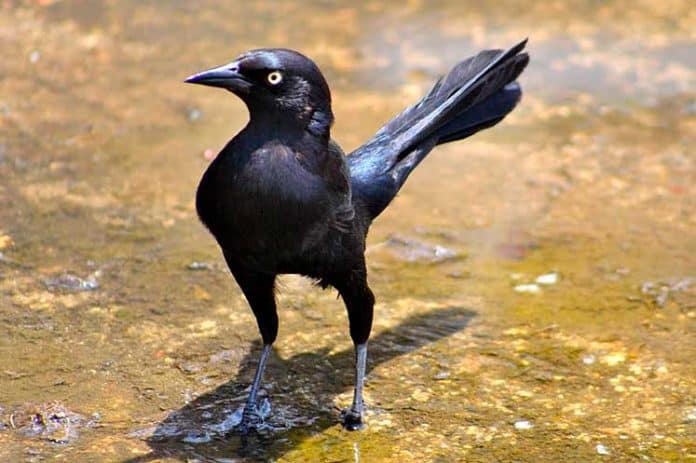 Así es el toti, el pájaro negro al que más refranes y culpas le echan ...