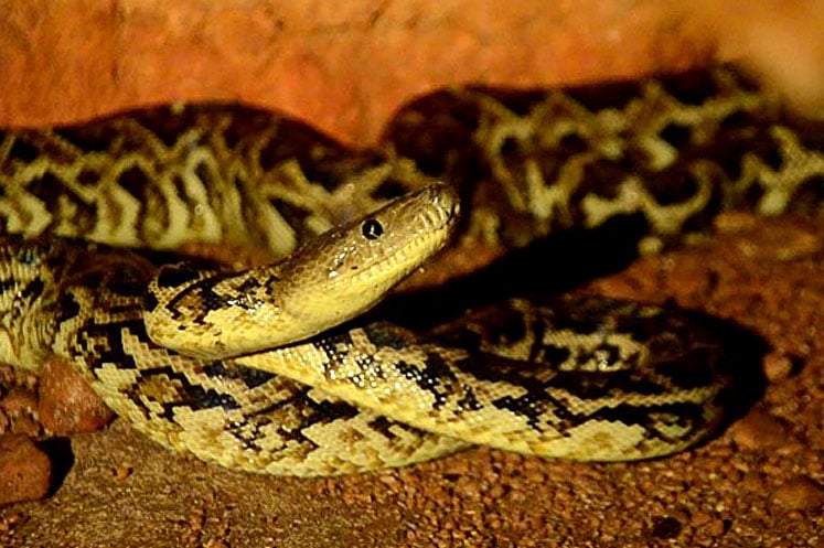 Curiosidades, mitos e historias reales del majá de Santa María, la gran ...