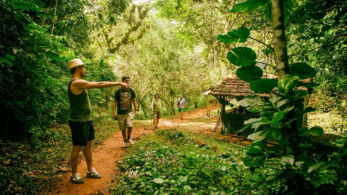 Sabanas de Manacas: el único bosque modelo de Cuba - Todo Cuba