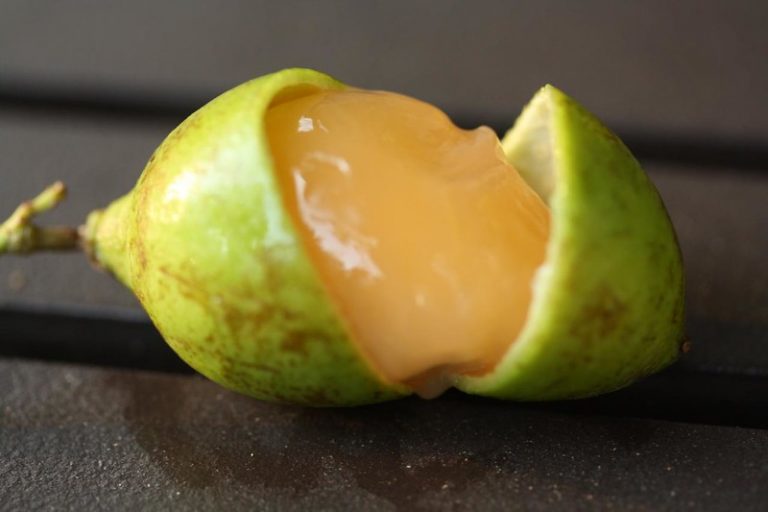 El mamoncillo de Cuba: 10 razones para comerlo (+ recetas) - Todo Cuba